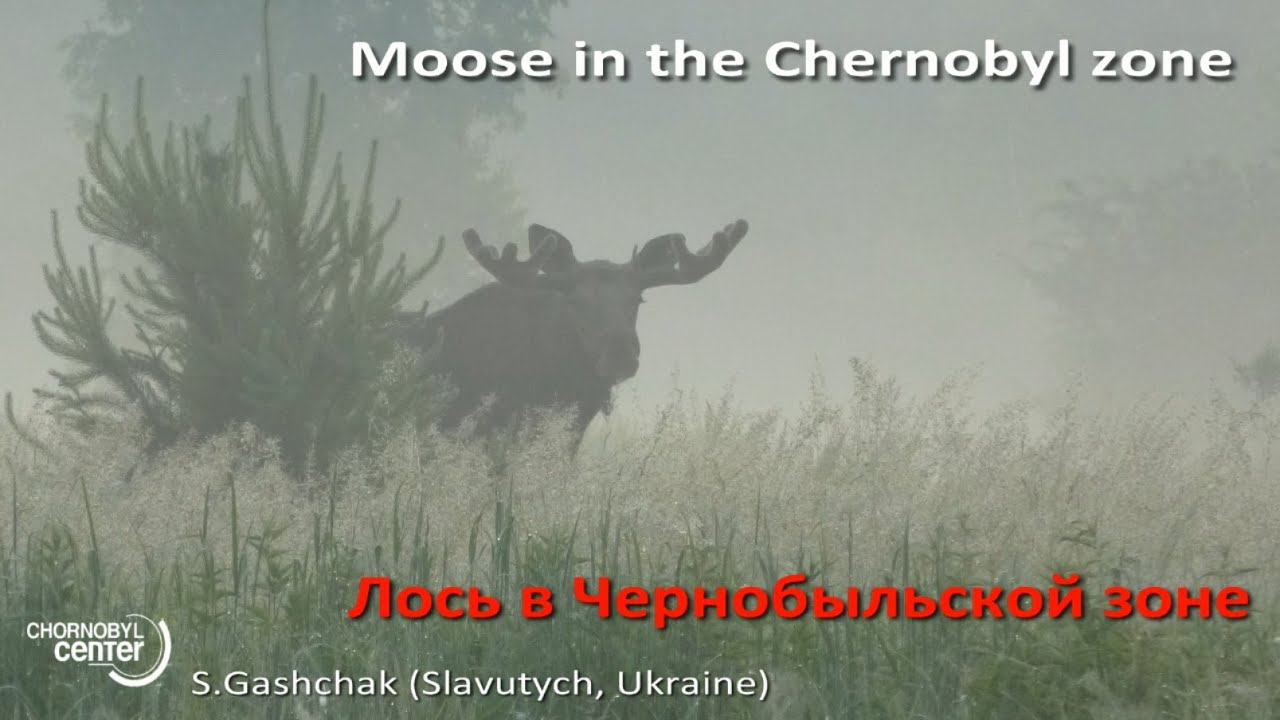 Moose in Chernobyl. Part 2 - YouTube