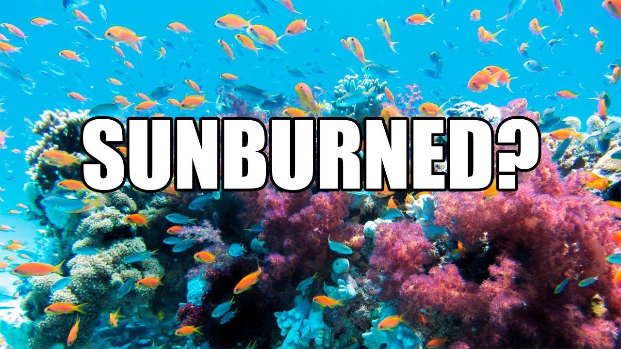 Can fish get sunburned? Fish and UV radiation - YouTube