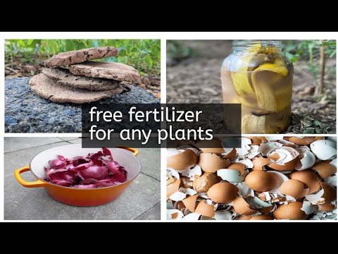 summer best liquid fertilizer for any plants| kitchen waste fertilizer ...
