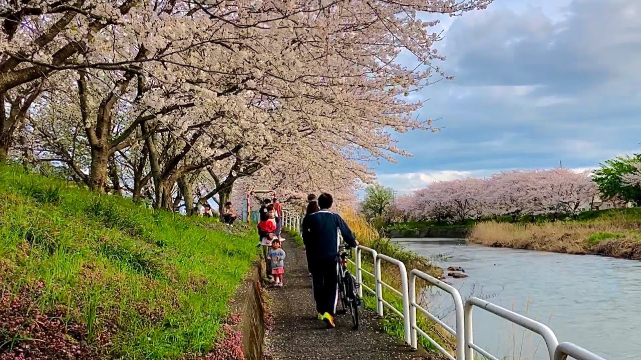 Sakura Japan 2024 Shimada Shizuouka Utm Nepal - YouTube