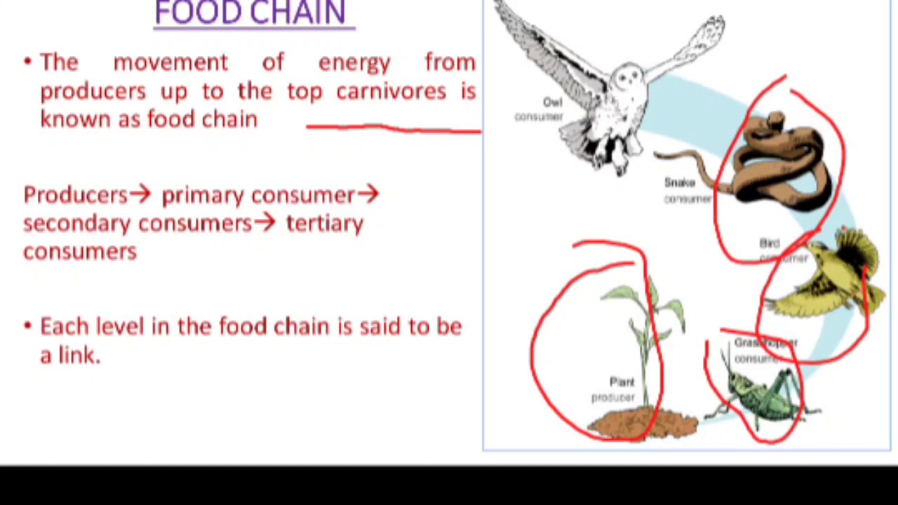 12 Standard | Ecosystem| Energy flow | Food Chain | Second Law of ...