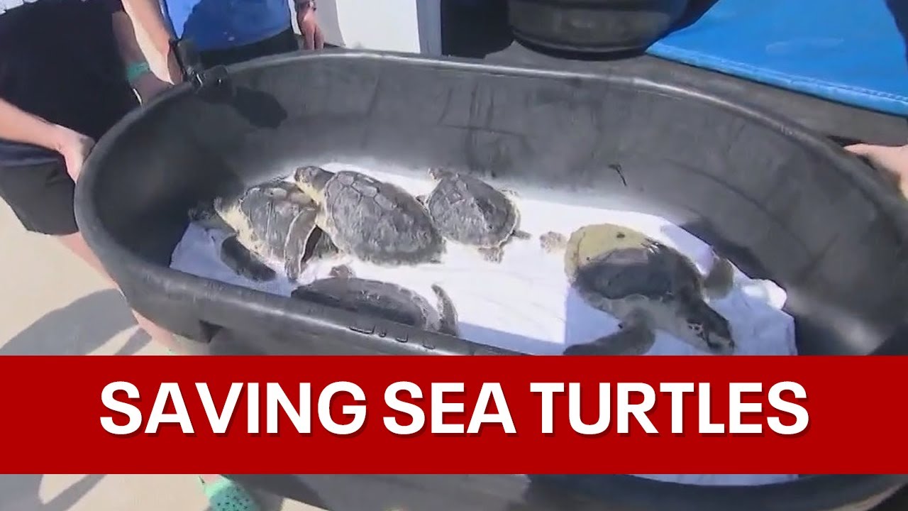 Sea turtles released back into Atlantic Ocean - YouTube