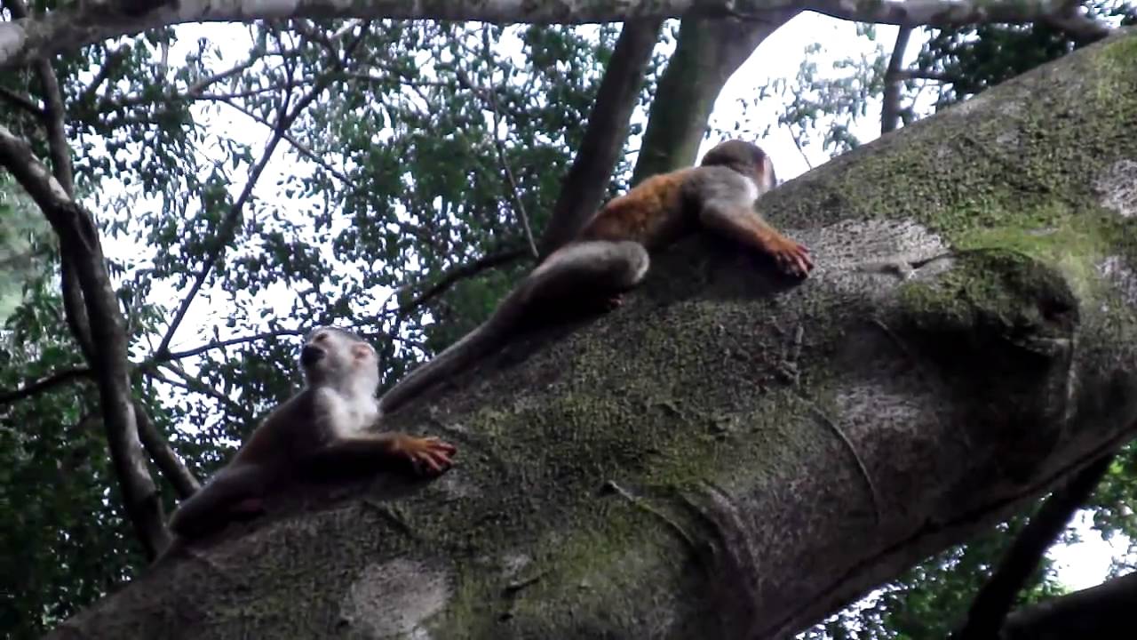 Costa Rica Monkeys at the Beach - YouTube