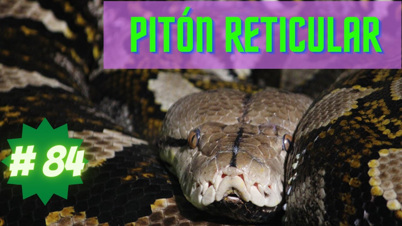 PITÓN RETICULAR | Anatomía | Cómo diferenciar un VIPERIDO - YouTube