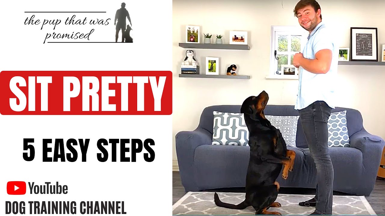 How to teach your dog “Sit Pretty” - YouTube