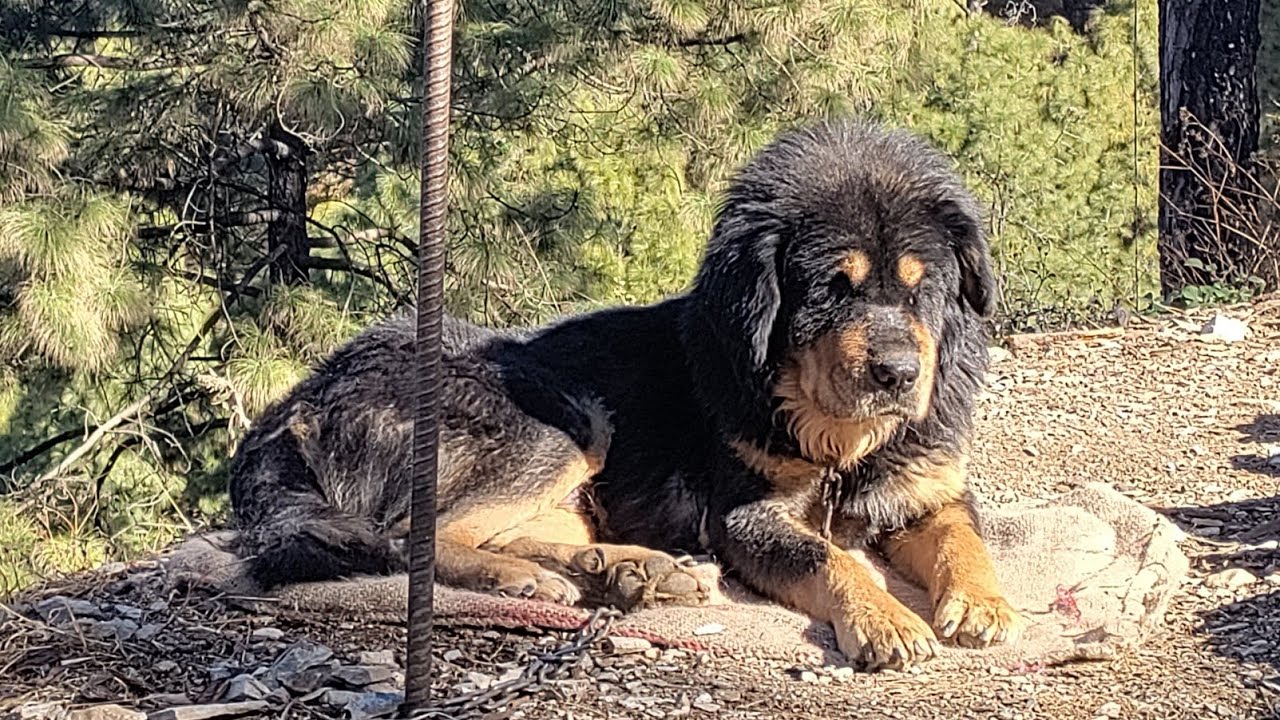 best bhotiya dogs and puppies #gaddi_dog #Bhotia_dog #bakarwal_dog ...