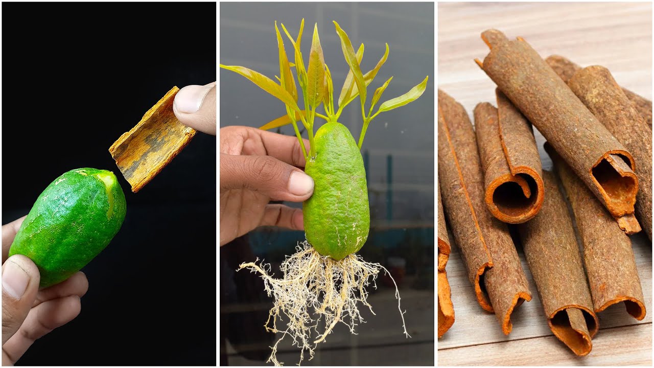 Amazing idea for grow cinnamon plant at home || Best method for ...
