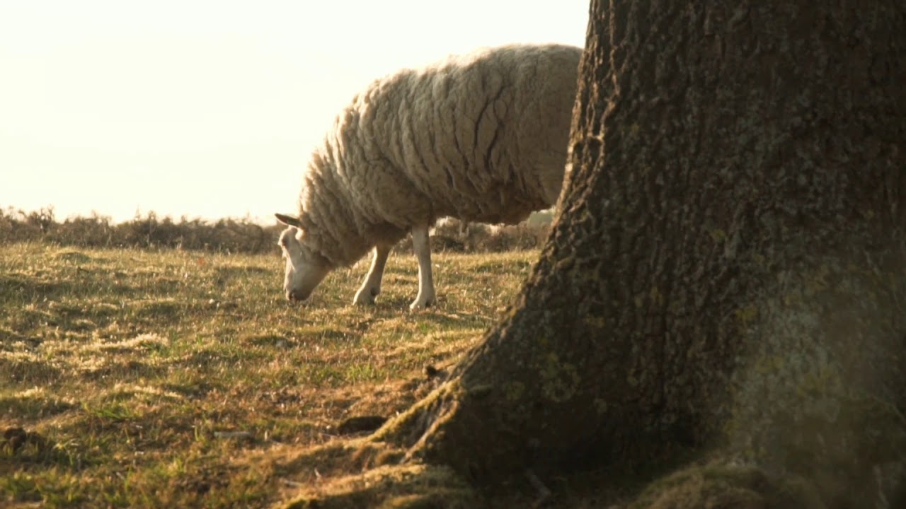 Sheep feeding in the wild . Sheep eating grass behind a thick tree . by ...