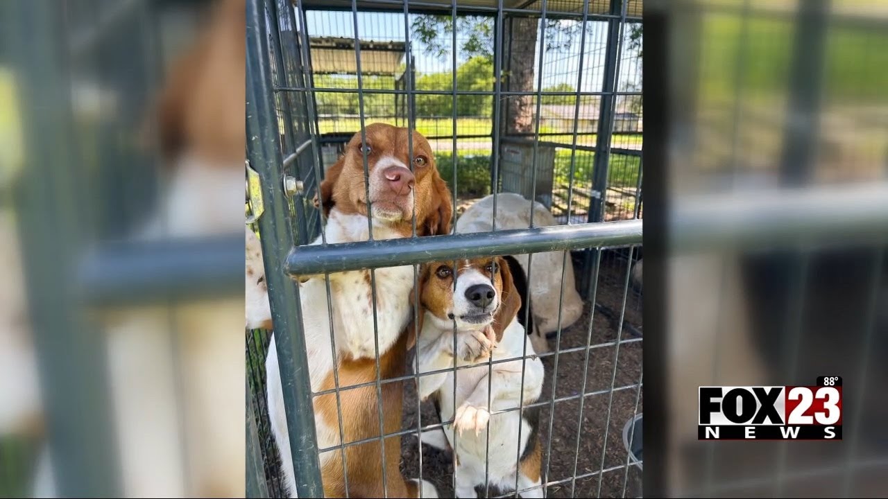 Video: Rogers County Sheriff's Office investigating woman inhumanely ...