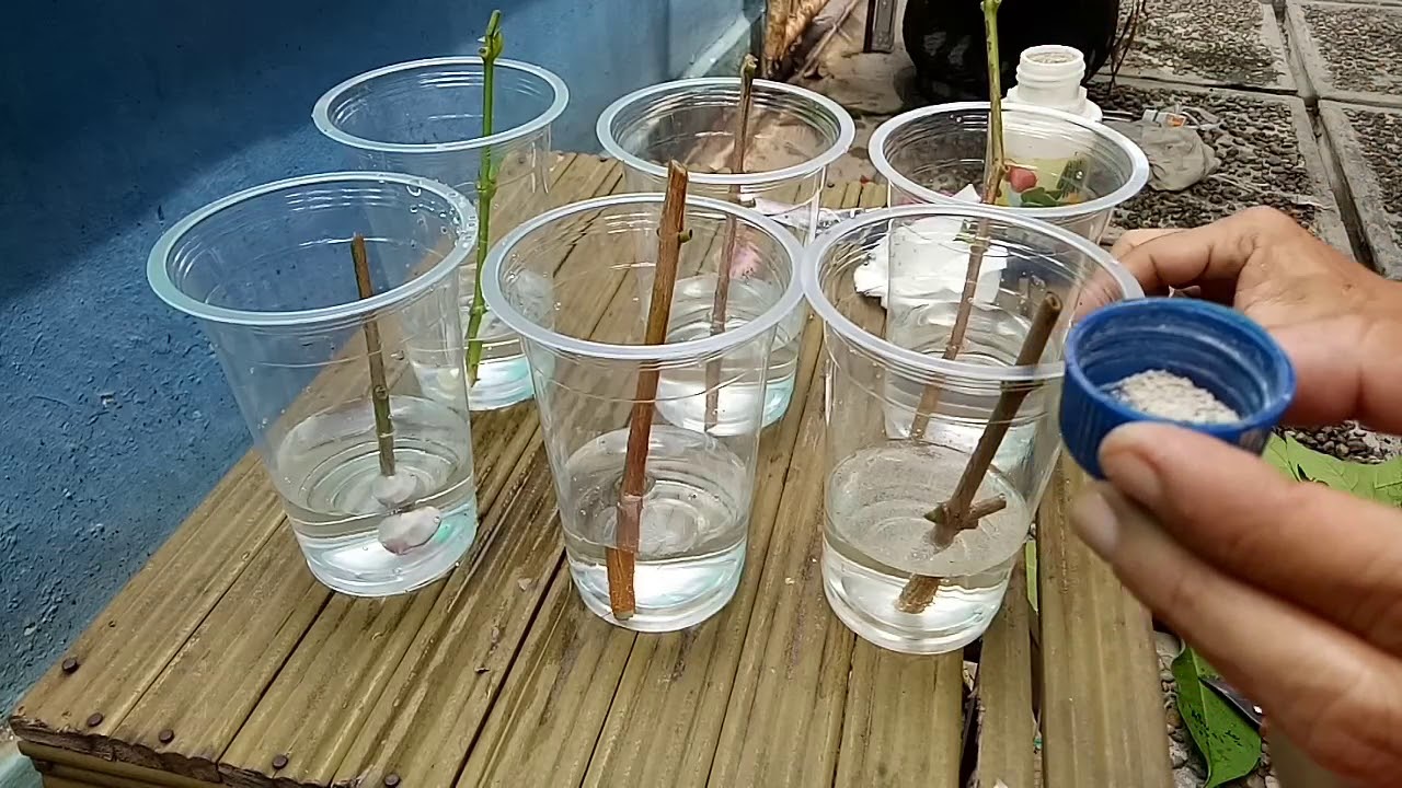 || root stimulant test ||PENGUJIAN BAHAN PERANGSANG AKAR PADA STEK ...