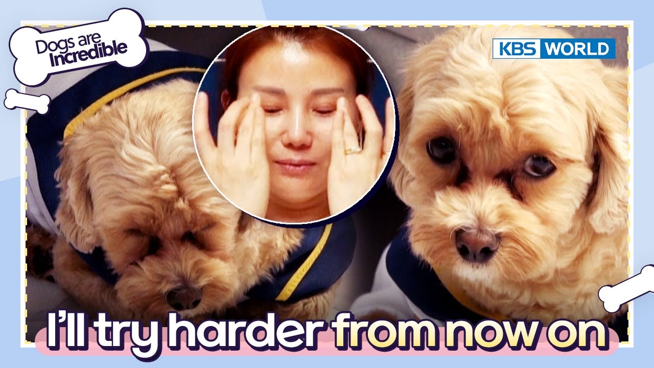 I'll try harder from now on!! [Dogs are incredible : EP.159-6] | KBS ...