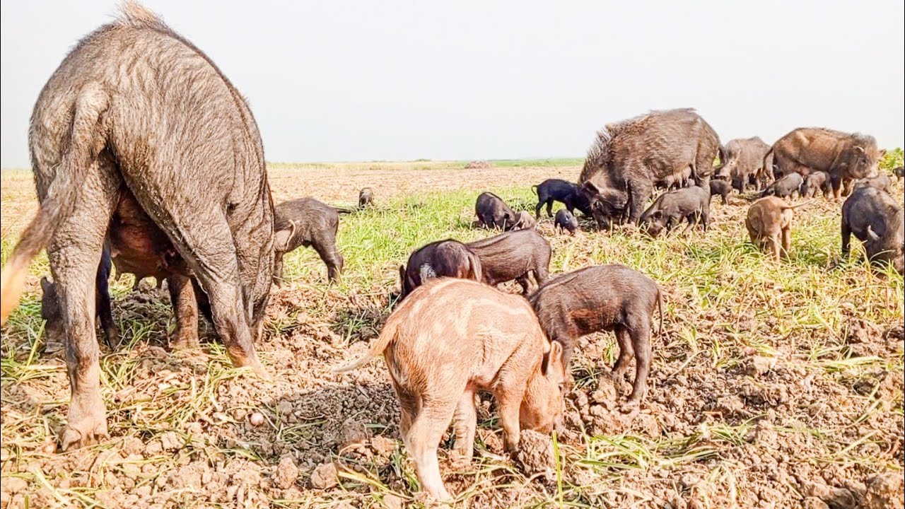 Amazing buli pig - YouTube