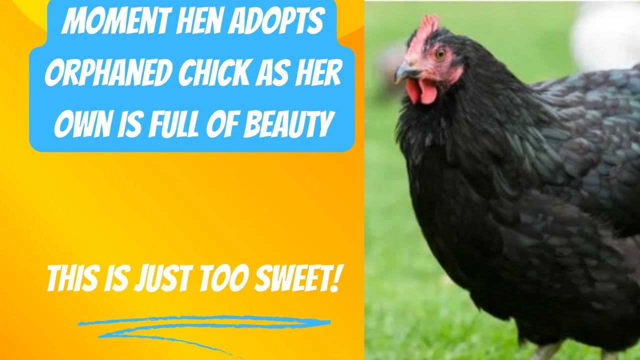 Moment Hen Adopts Orphaned Chick As Her Own Is Full of Beauty - YouTube