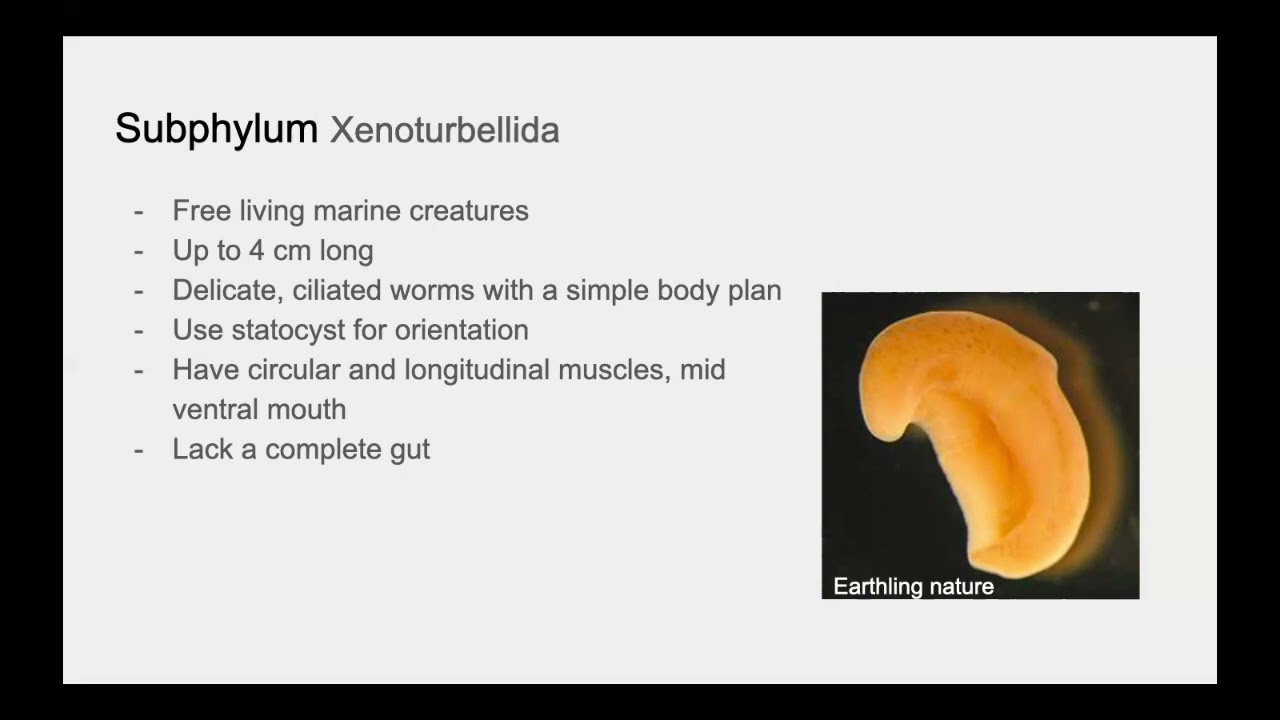 Phylum Xenacoelomorpha - YouTube