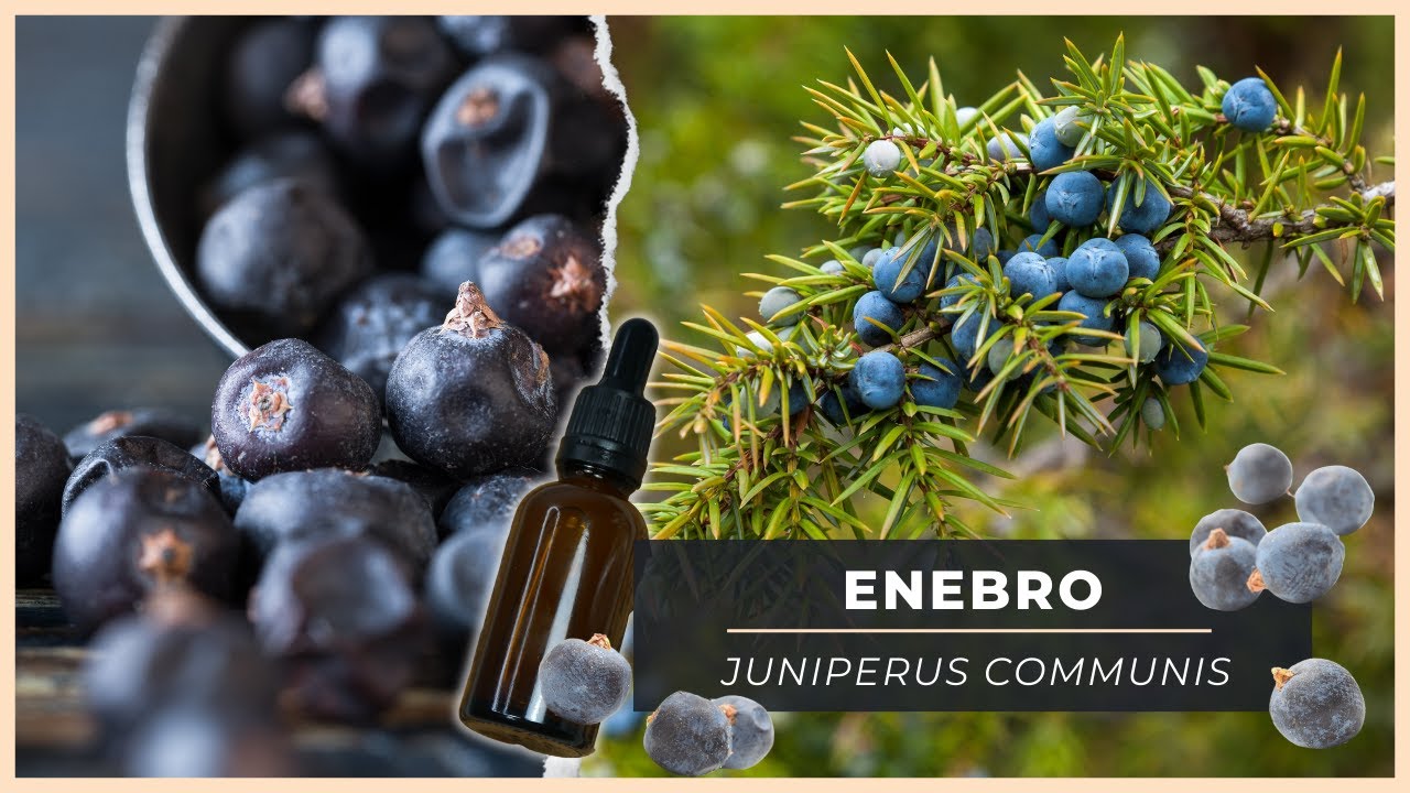 ENEBRO: el PODEROSO aliado para tu salud URINARIA y más🍇 🌿 ¡Cuidado con ...