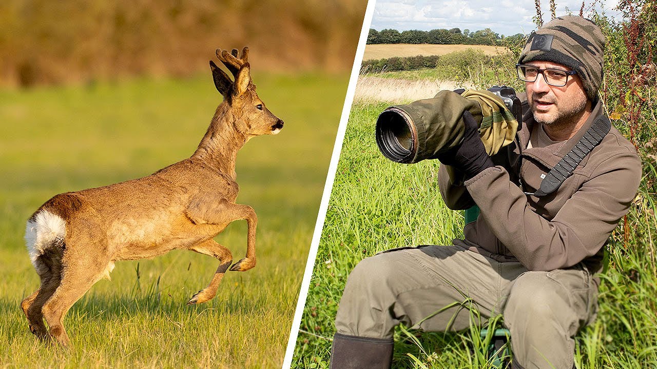 Roe Deer Photography Tips - Get Your Best Photos of Roe Deer ...