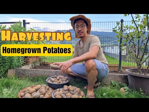 A challenging year for the potatoes | Isang mapanghamon na taon para sa ...