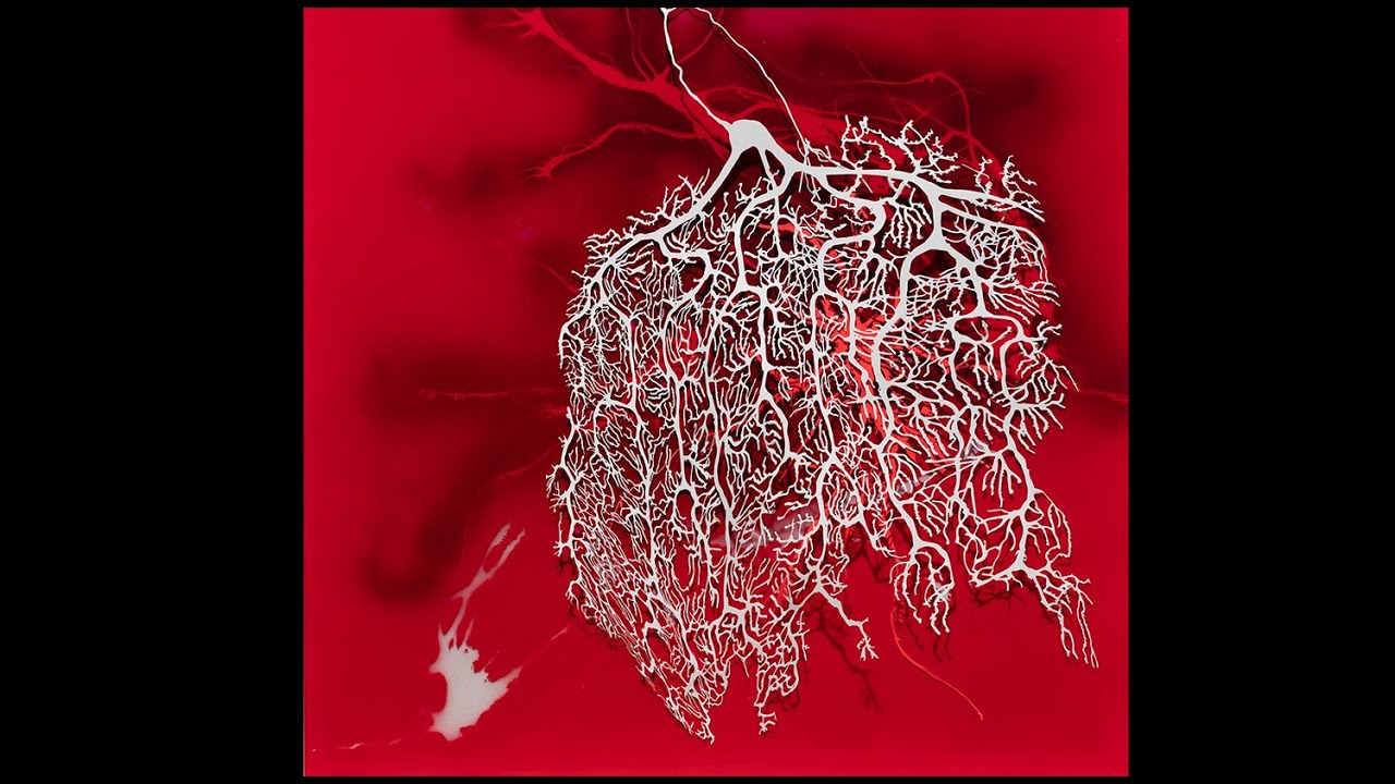 Neuron Forest by Katie Caron - YouTube