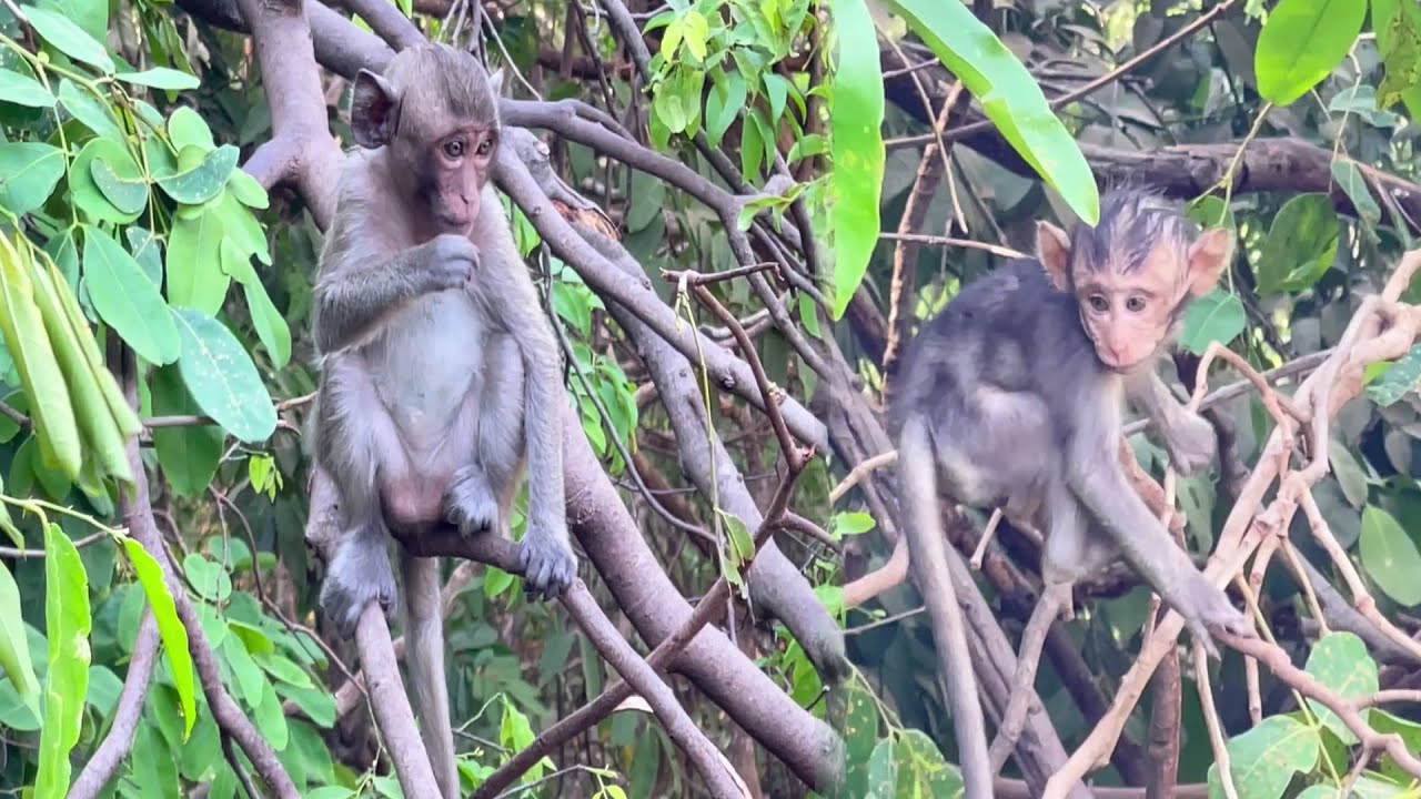 Cute Little and Baby Monkeys walk on tree #monkeyvideo #monkeylife # ...