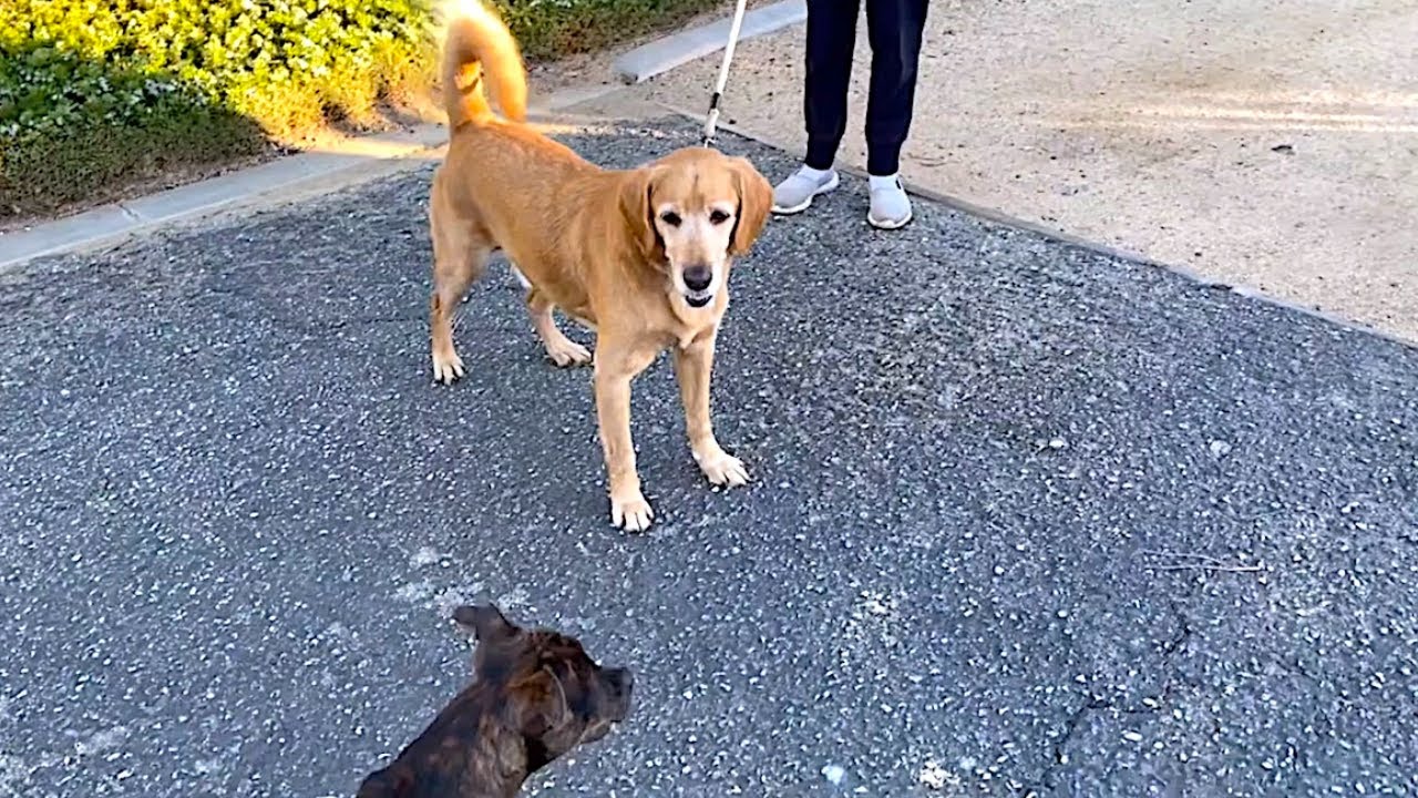 Puddy tries to make friends with a shy Rescue dog - YouTube