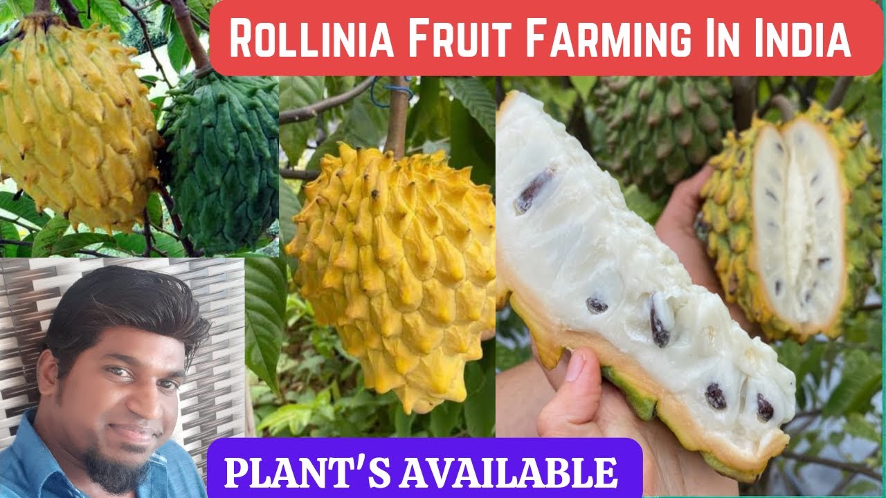 Rollinia Deliciosa Taste/Rollinia Fruit Plants Available/Rollinia fruit ...