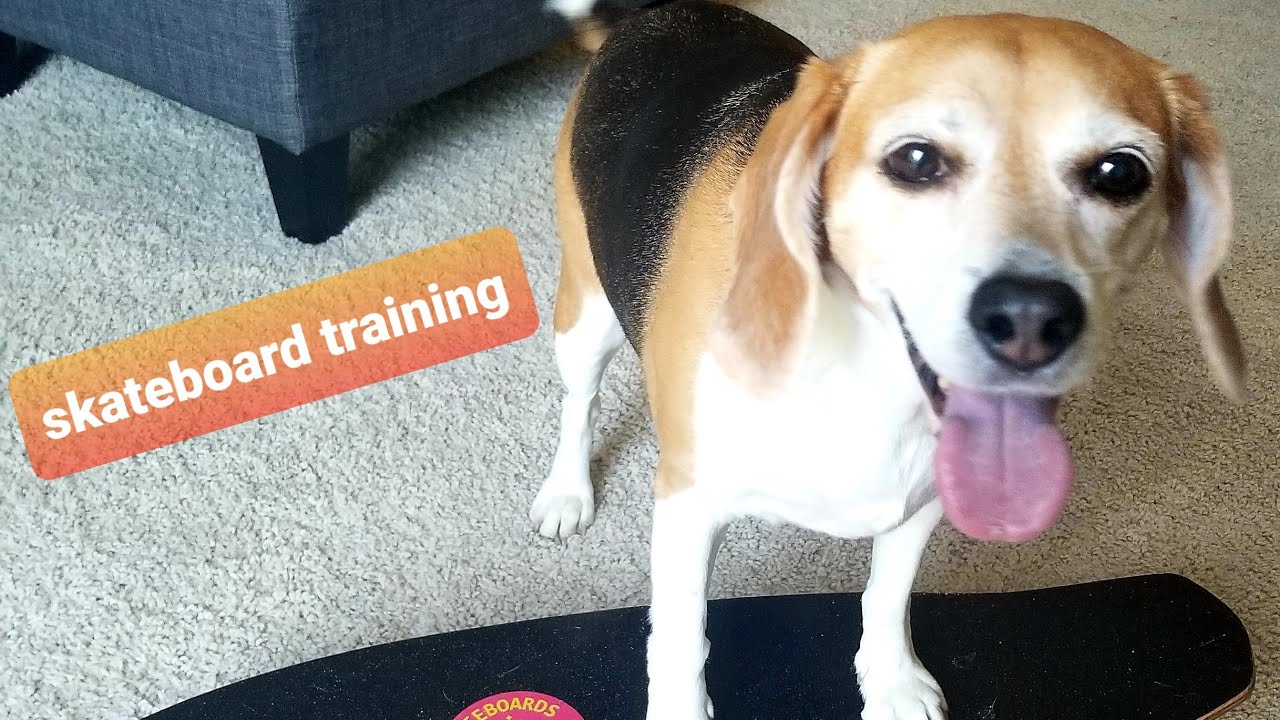 Who wants to skateboard?!? Beagle loves skateboard training!! - YouTube