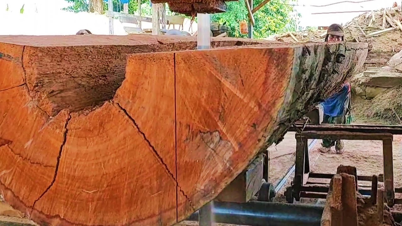 luar biasa,, proses penggergajian kayu Meranti batu merah super besar ...