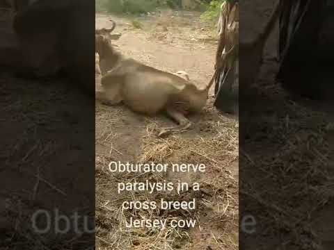 Obturator Nerve Paralysis in a cross breed Jersey cow: - YouTube