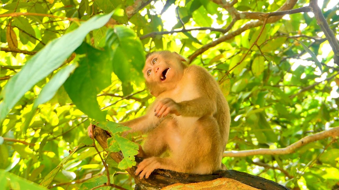 Oh god...Look at the action of Baby monkey SARO. - YouTube