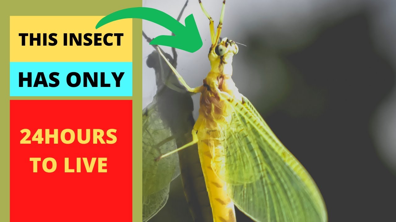 THE MAYFLY HAS THE SADDEST LIFE AND YOU WON'T BELIEVE WHAT IT GOES ...