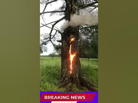 Viral Photo Shows Tree Burning From Inside After Lightning Strike #US # ...