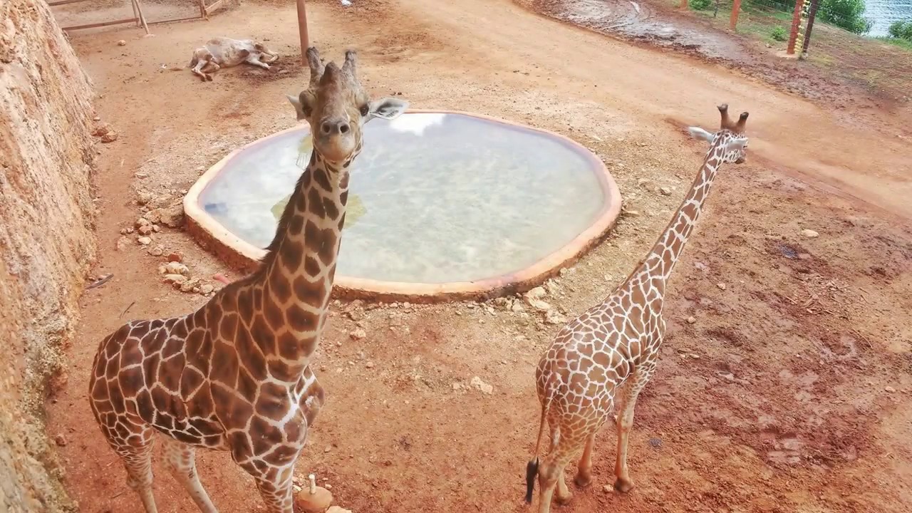 Parque Zoológico Animaya Mérida, Yucatán - YouTube