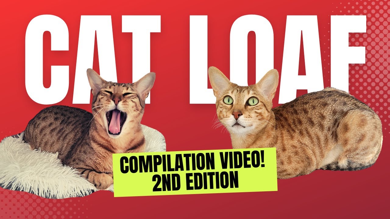 Cat Loafing Compilation - YouTube