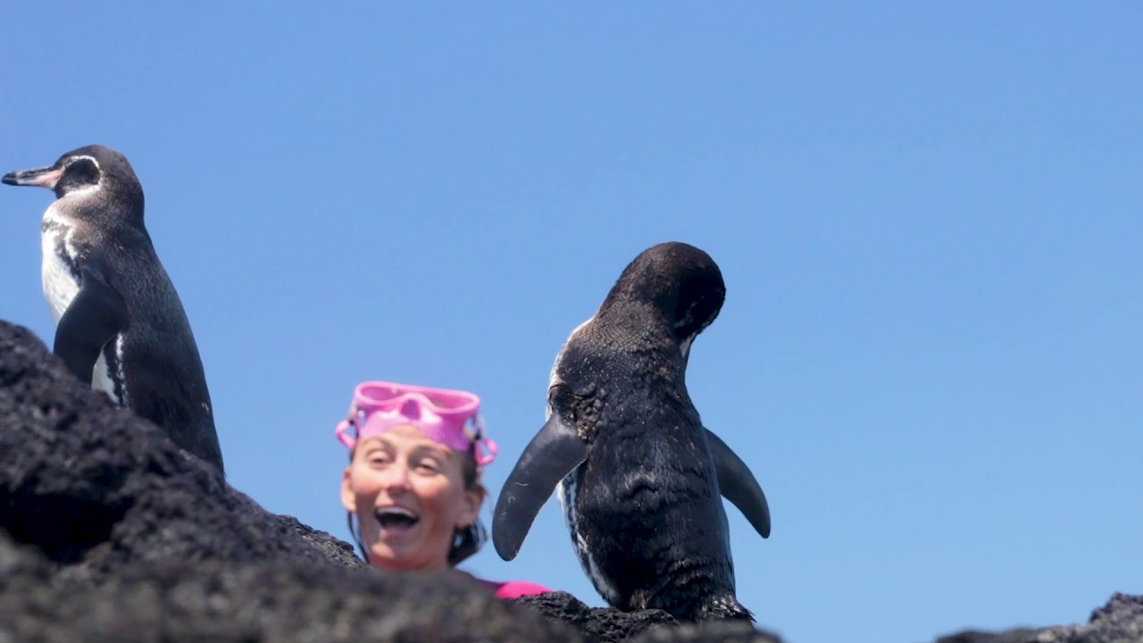 Galapagos Penguin - Alison's Adventures - YouTube