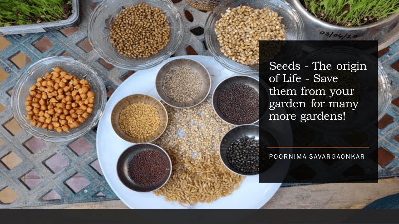7. Seeds - The Origin Of Life - From your garden for many more gardens ...