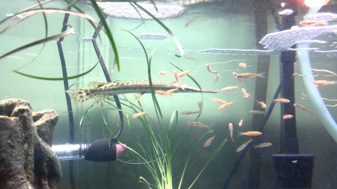 Striped Gar Feeding - YouTube