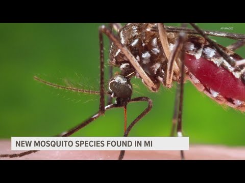 New mosquito species found in Michigan - YouTube