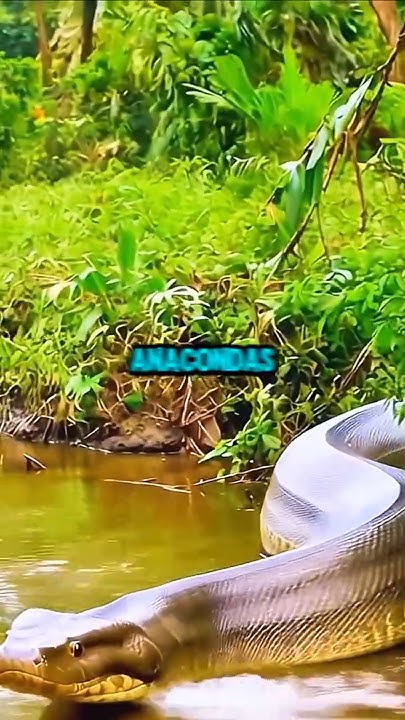 Anaconda VS Python: Which Snake Reigns Supreme? #animallife # ...