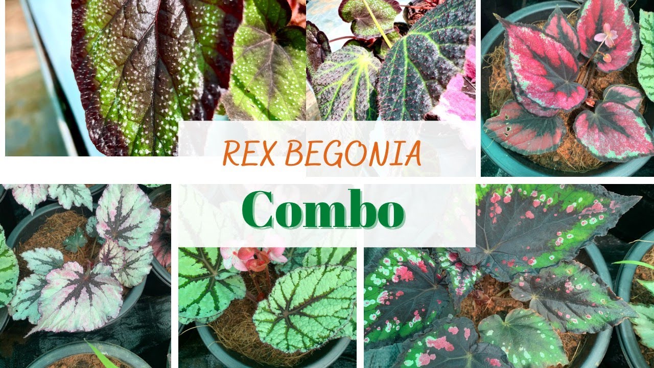 7 different varieties of Rex Begonia for 525/- only🤩🤩🤩🤔🤔|9489554968 ...