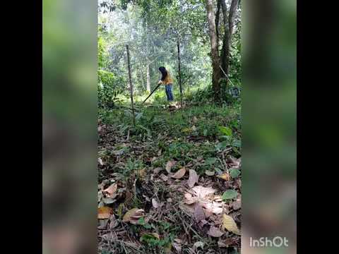 Membina pangkin mudah menggunakan buluh & kayu hutan sahaja! - YouTube