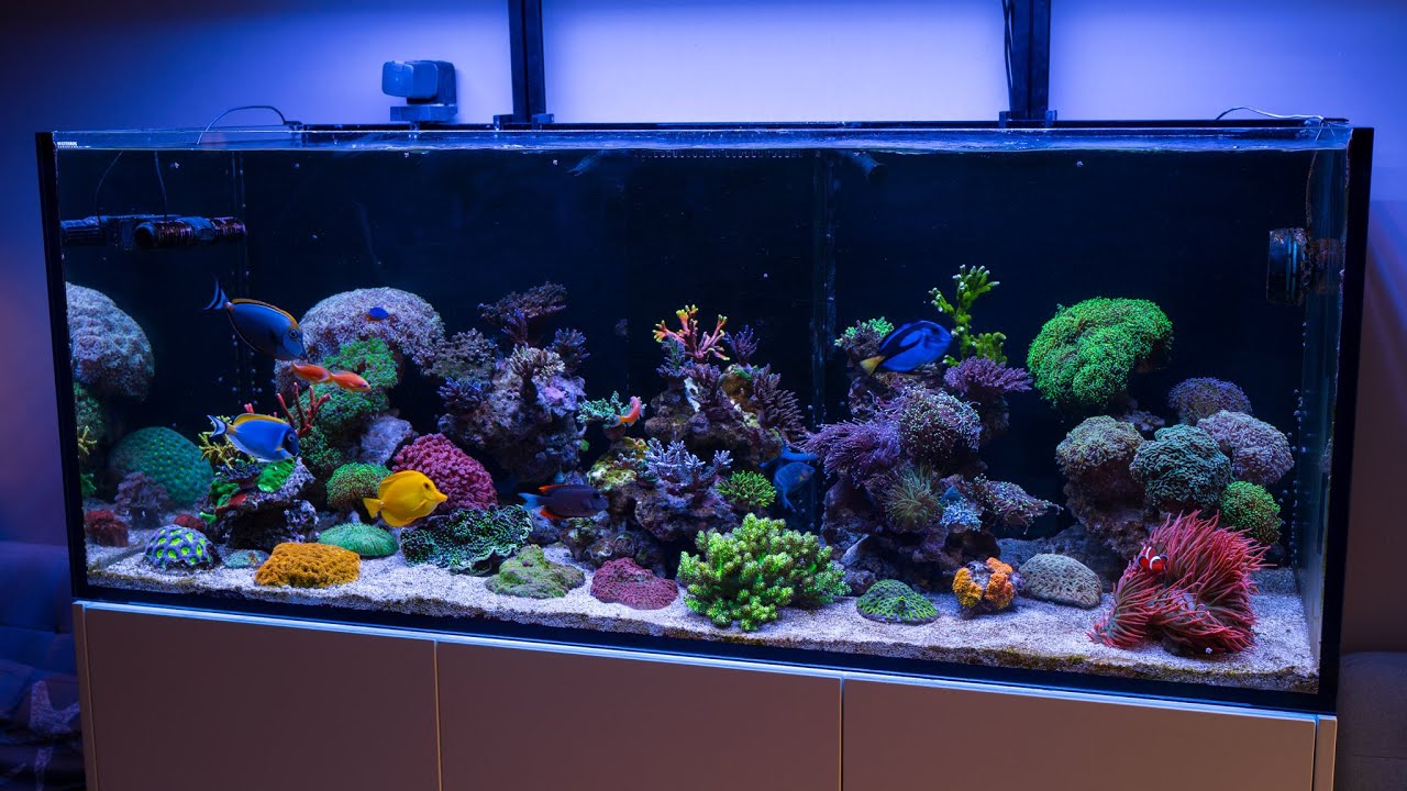 Reef Aquascape Step By Step - Part III - YouTube