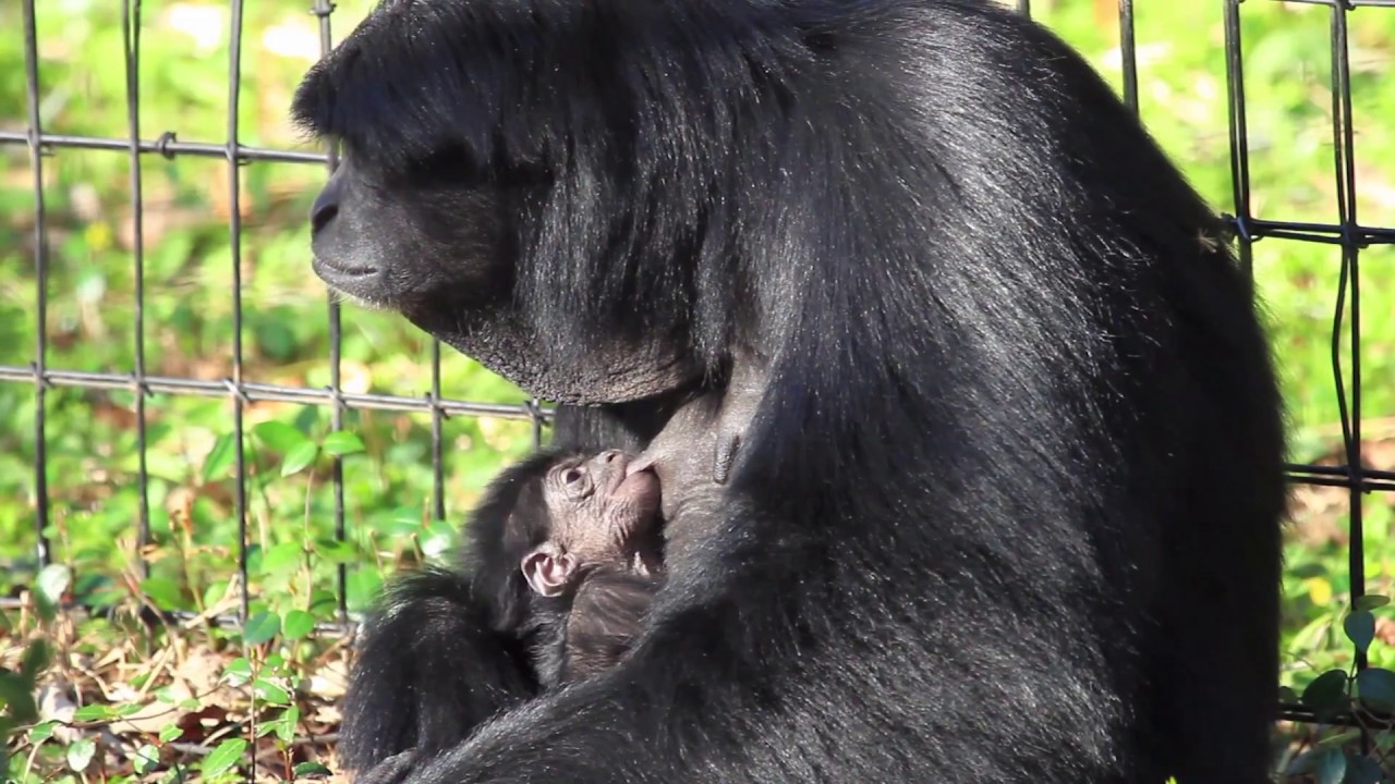 Ashley the Siamang & Baby - YouTube