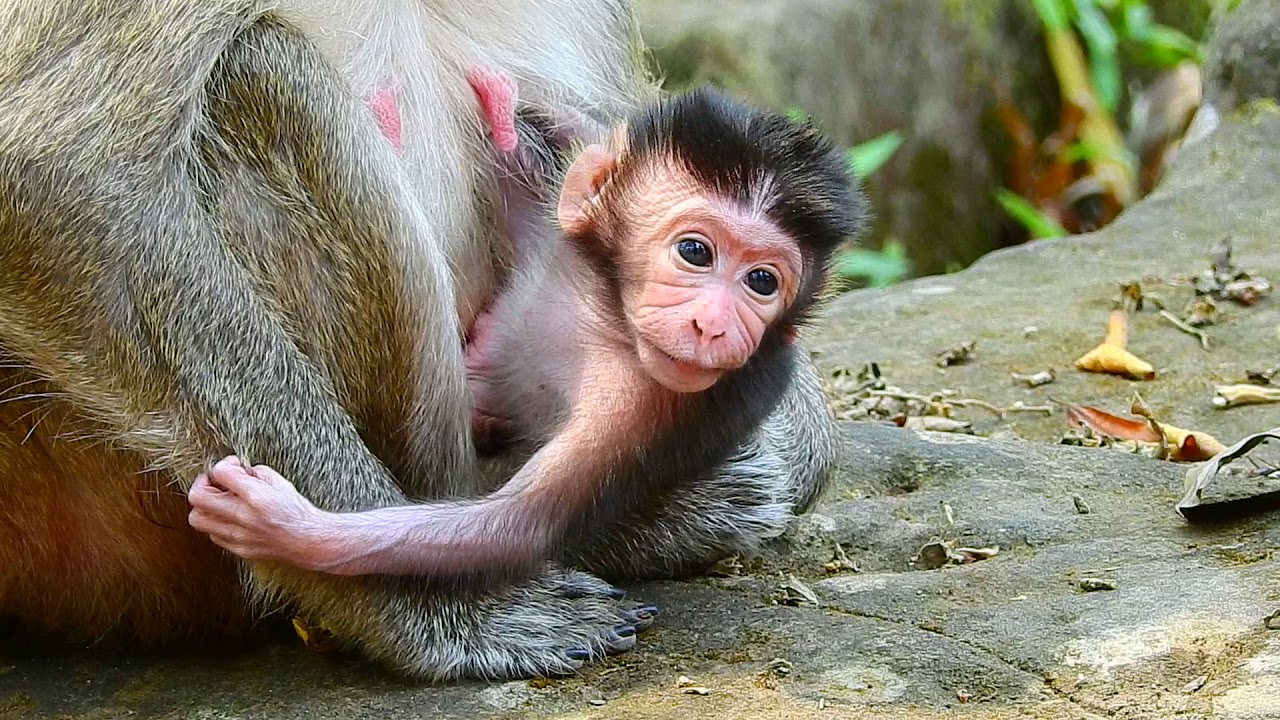 How cute of baby monkey Aiden? - YouTube