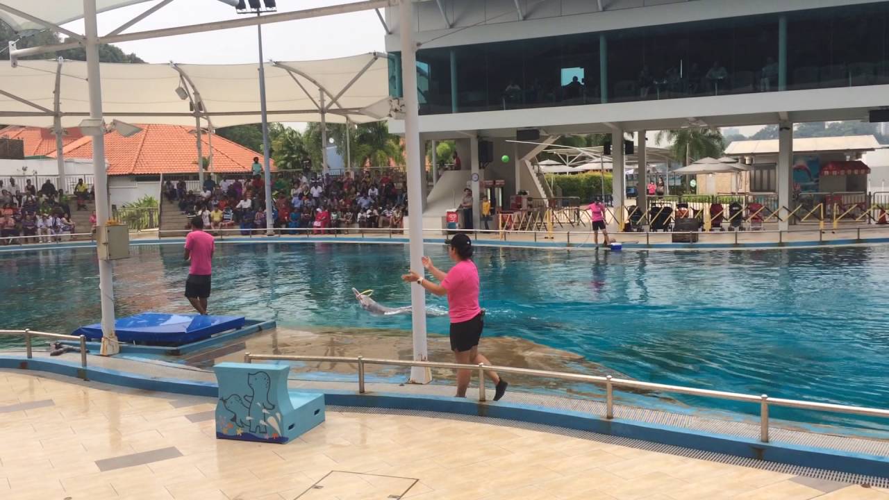 Dolphin Show at Sentosa Island - Singapore - YouTube