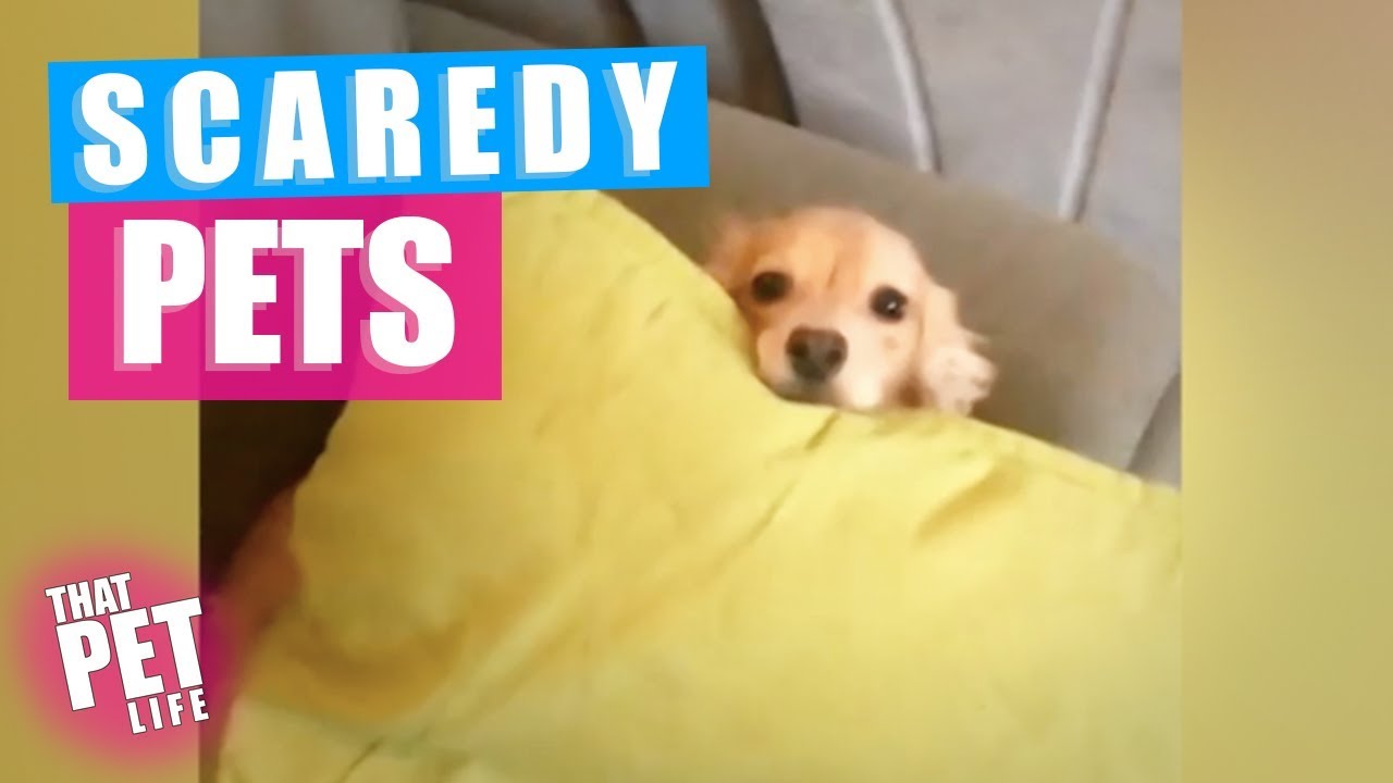 Pets Who Are SO SCARED 🙀 | Funny Animal Compilation - YouTube