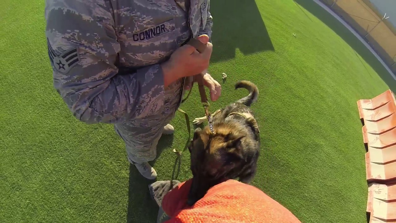 Air force Security Forces K9 training - YouTube