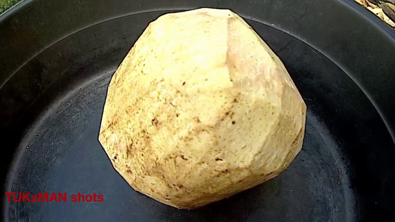 GET AND COOK (GIANT COLOCASIA ESCULENTA / MALAKING GABI OR GABE / TARO ...
