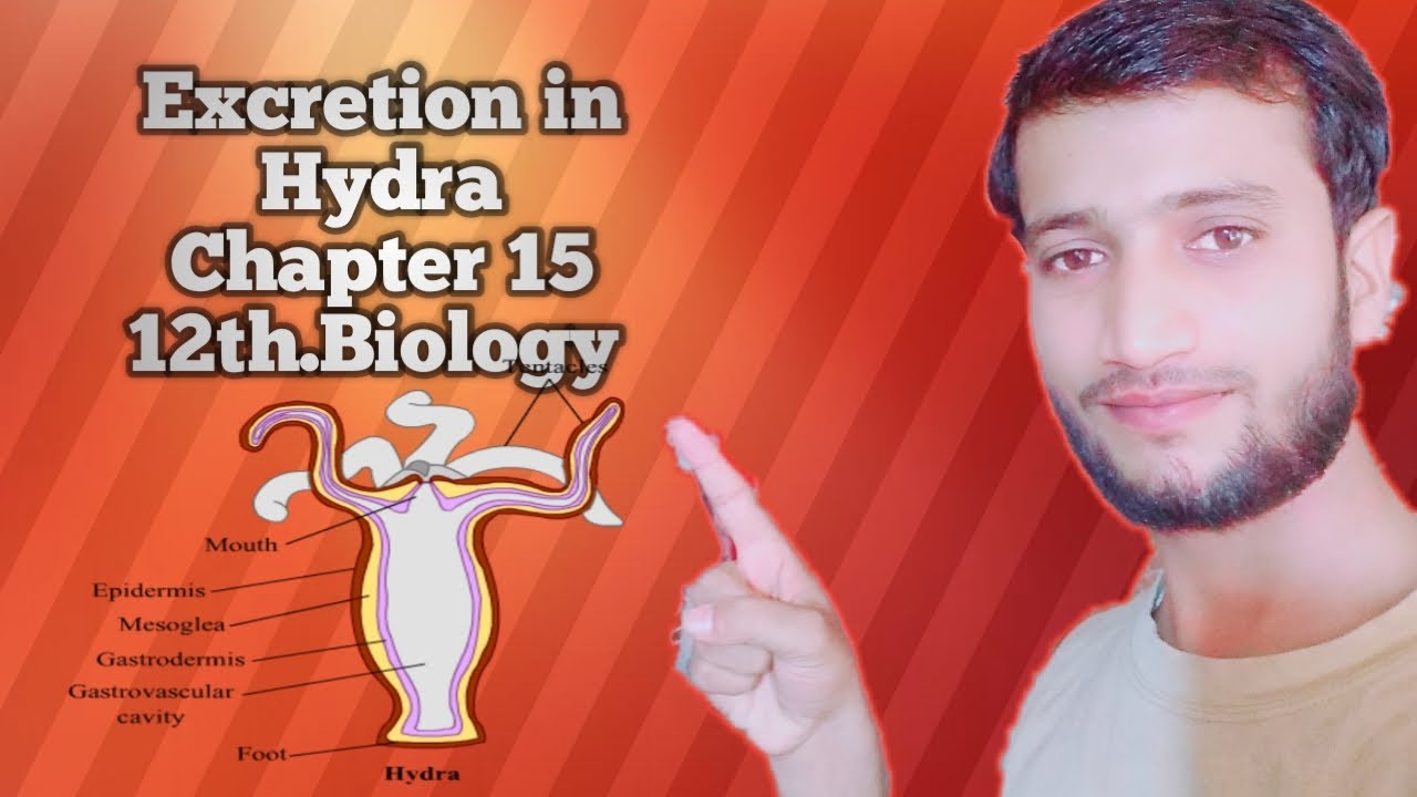Excretion in Hydra/ excretion in hydra class 12 - YouTube