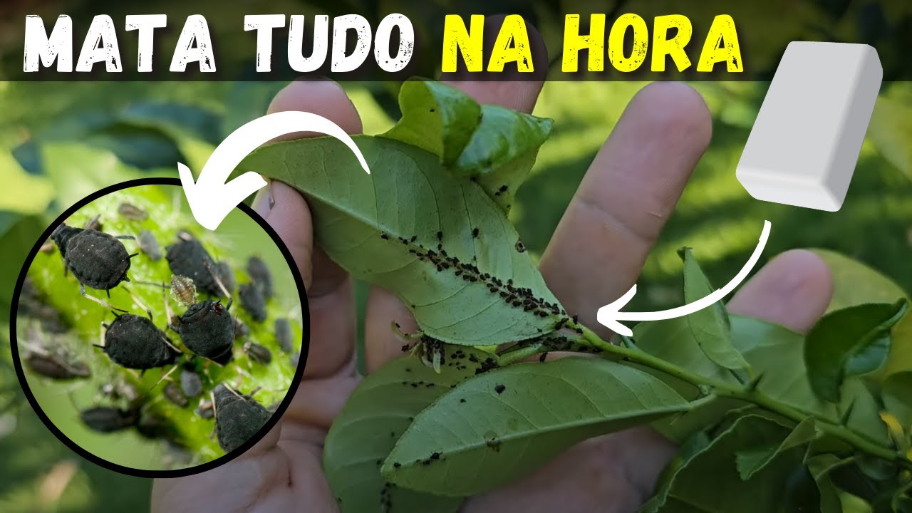 MATA TUDO EM 30 SEGUNDOS (lagartas, formiga, pulgão, cochonilha, mosca ...