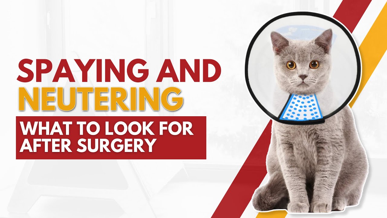 Spaying And Neutering – What To Look For After Surgery - YouTube
